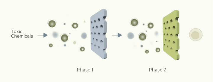 Original Broc Shot for Daily Wellness – Broc Shot